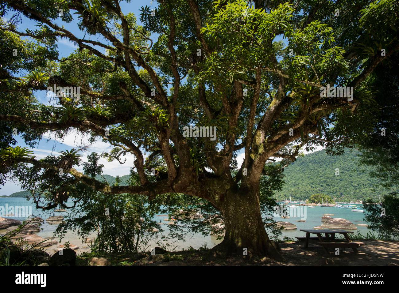 Brazil wood tree hi-res stock photography and images - Alamy