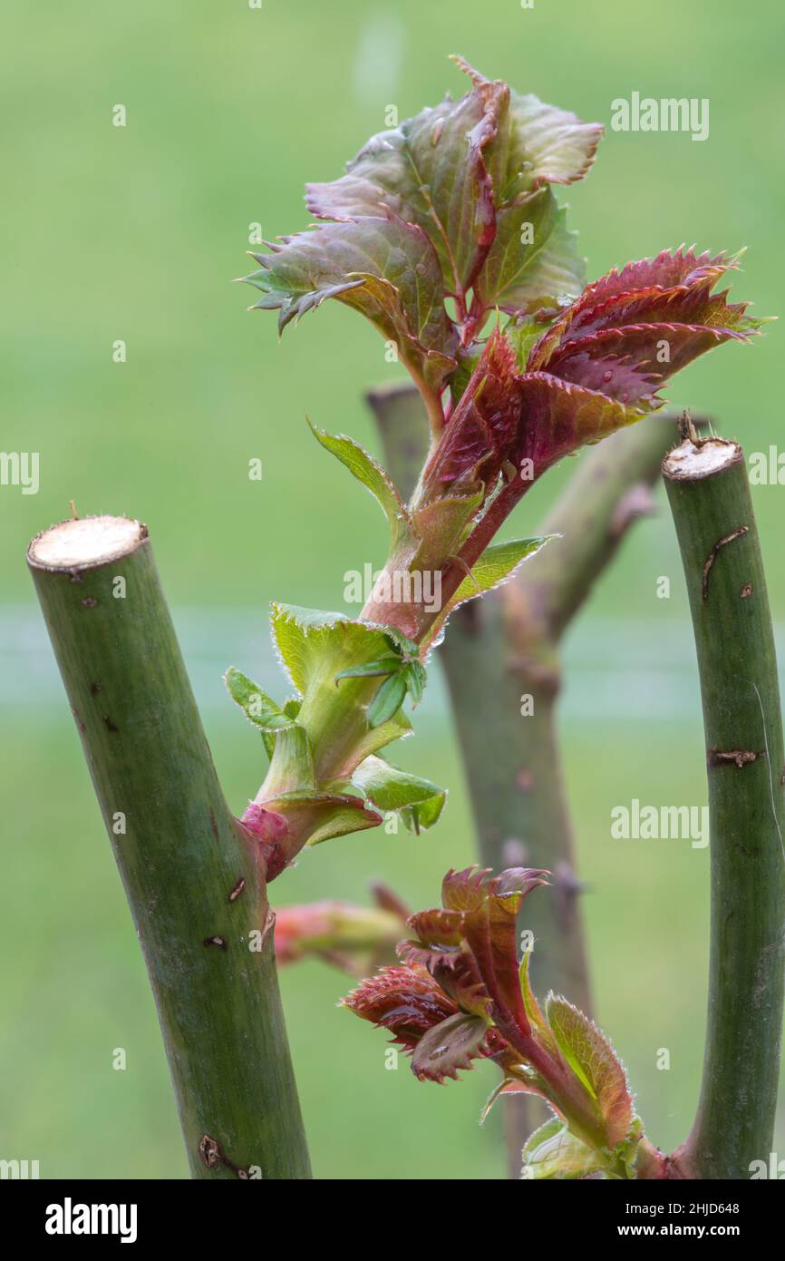 Pruned roses hi-res stock photography and images - Alamy