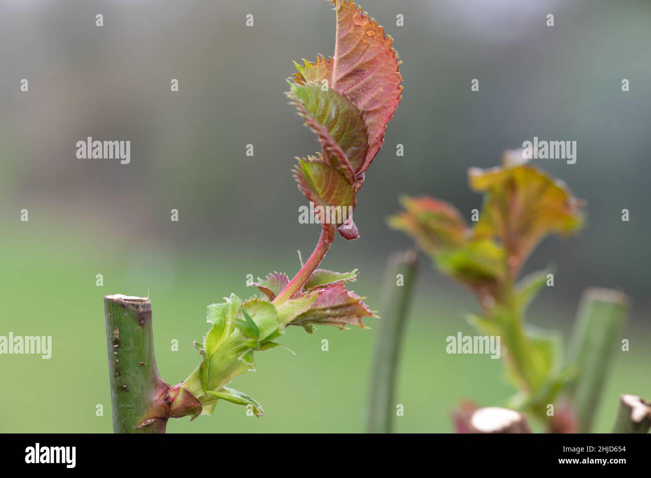 Pruned roses hi-res stock photography and images - Alamy