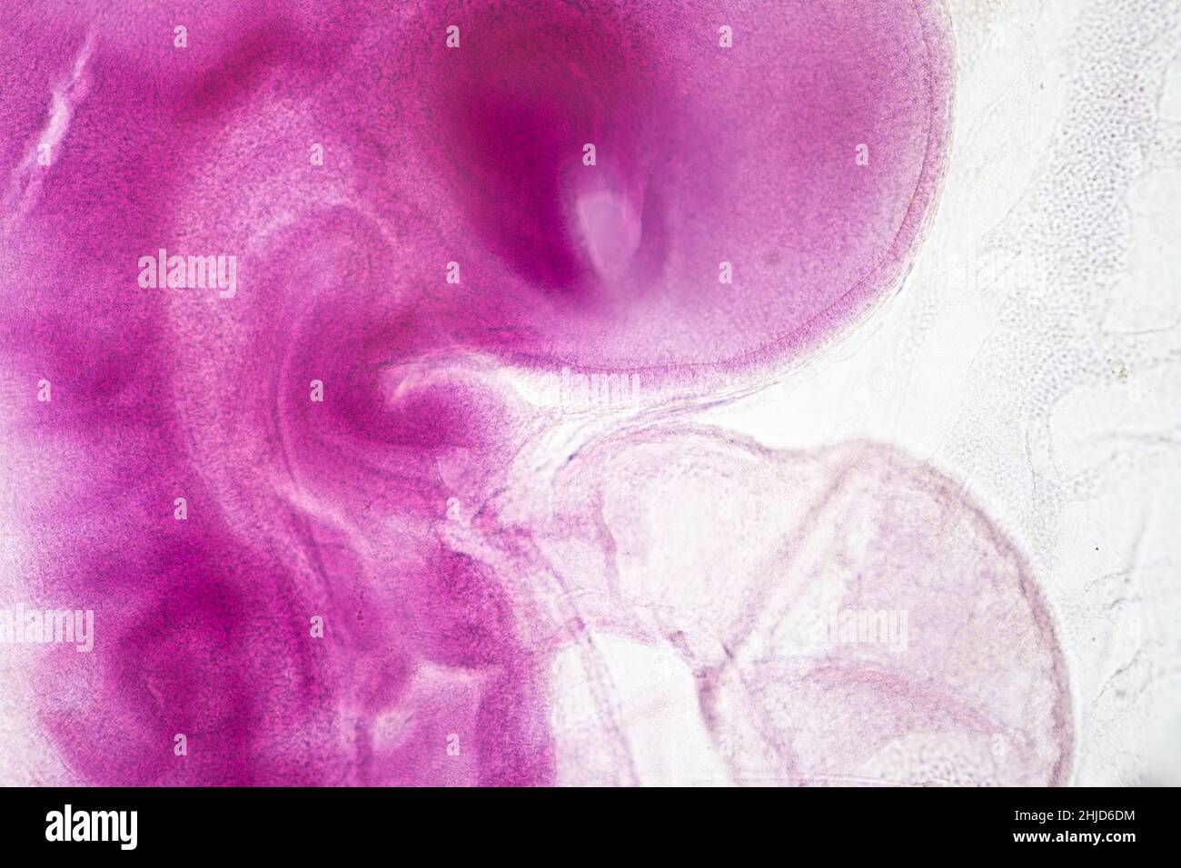 Microscope slide shown under a light microscope featuring a chick 60 ...