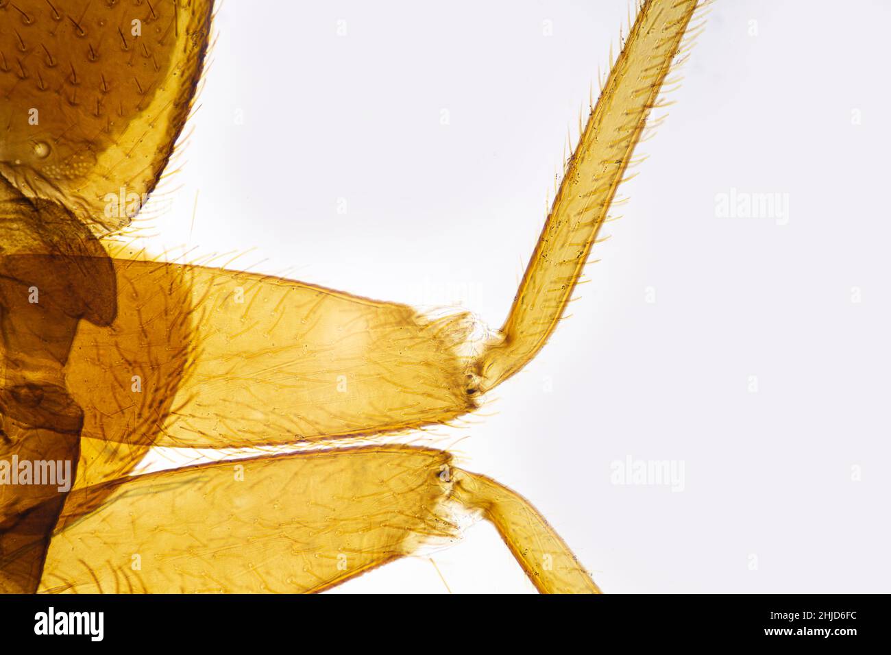 Microscope insects hi-res stock photography and images - Alamy