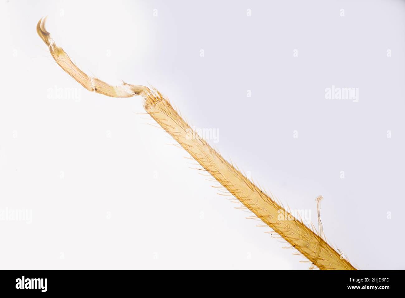 Leg of a female bed bug as seen under a light microscope Stock Photo ...