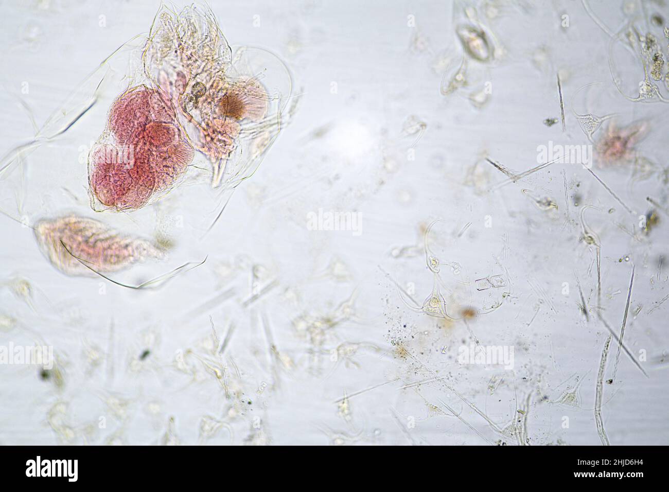 Close up of plankton viewed under a light microscope Stock Photo - Alamy