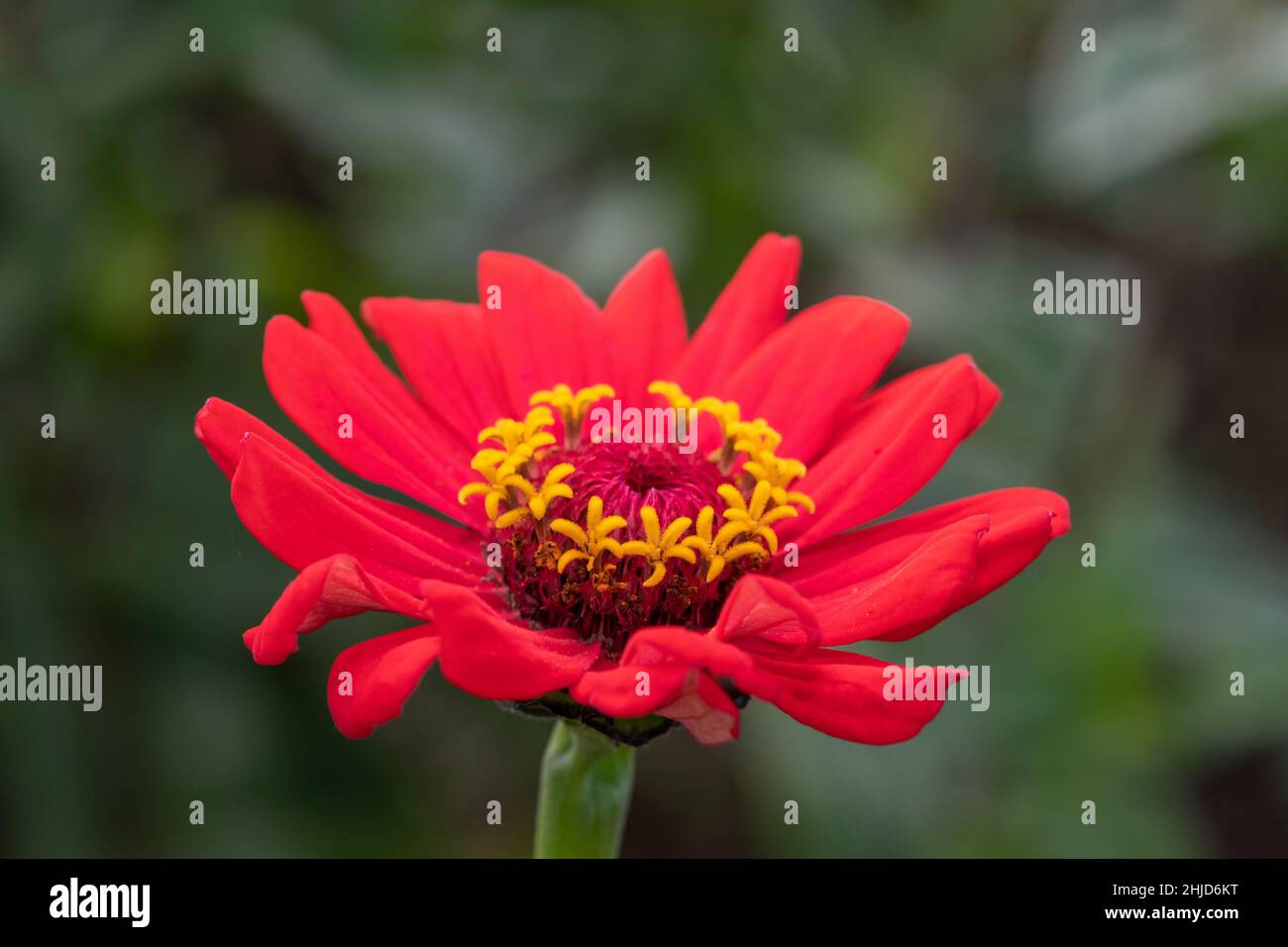 Close up of a red common zinnia (zinnia elegans) flower Stock Photo - Alamy