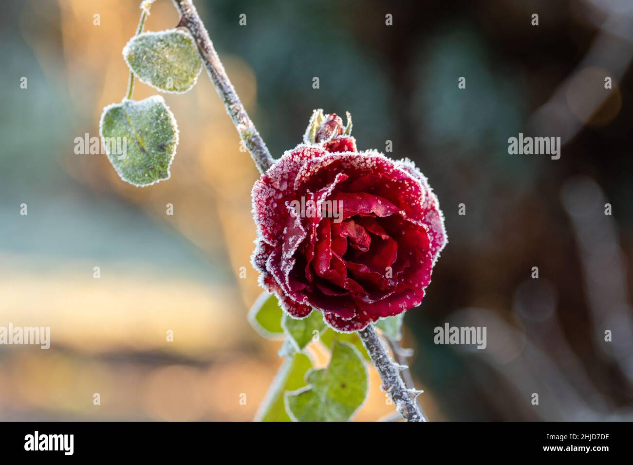 Red rose with frost hi-res stock photography and images - Alamy
