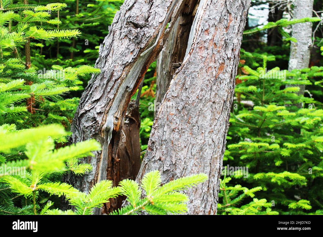 Split tree trunk hi-res stock photography and images - Alamy
