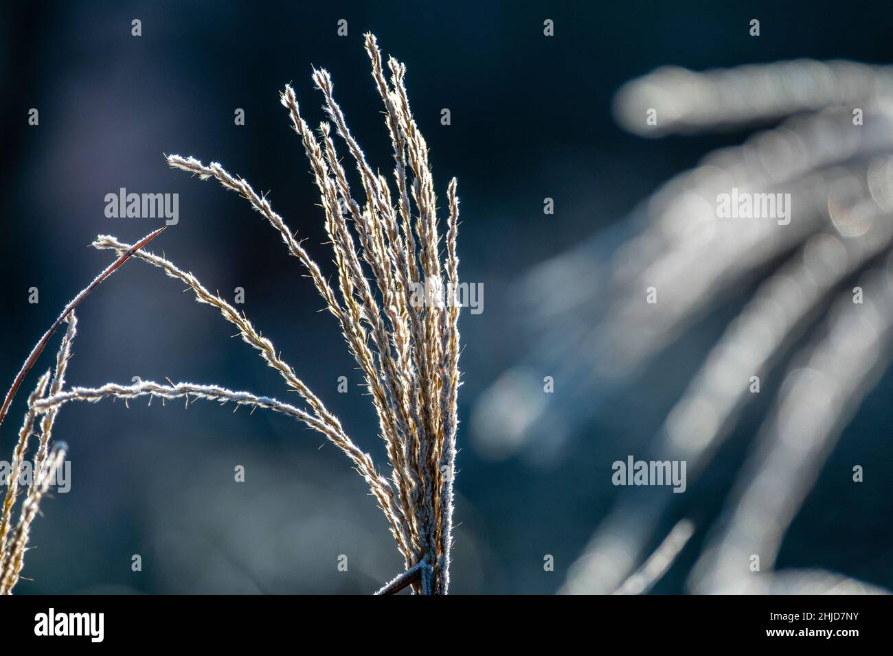 Frost covered grass blade hi-res stock photography and images - Alamy