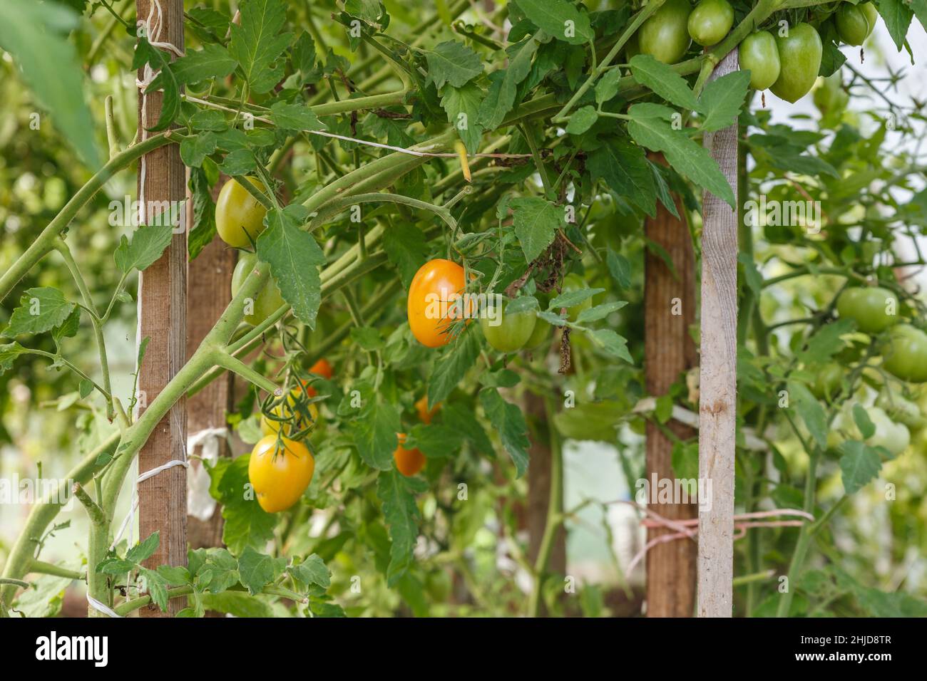 Beautiful tomatoes on bush hi-res stock photography and images - Alamy