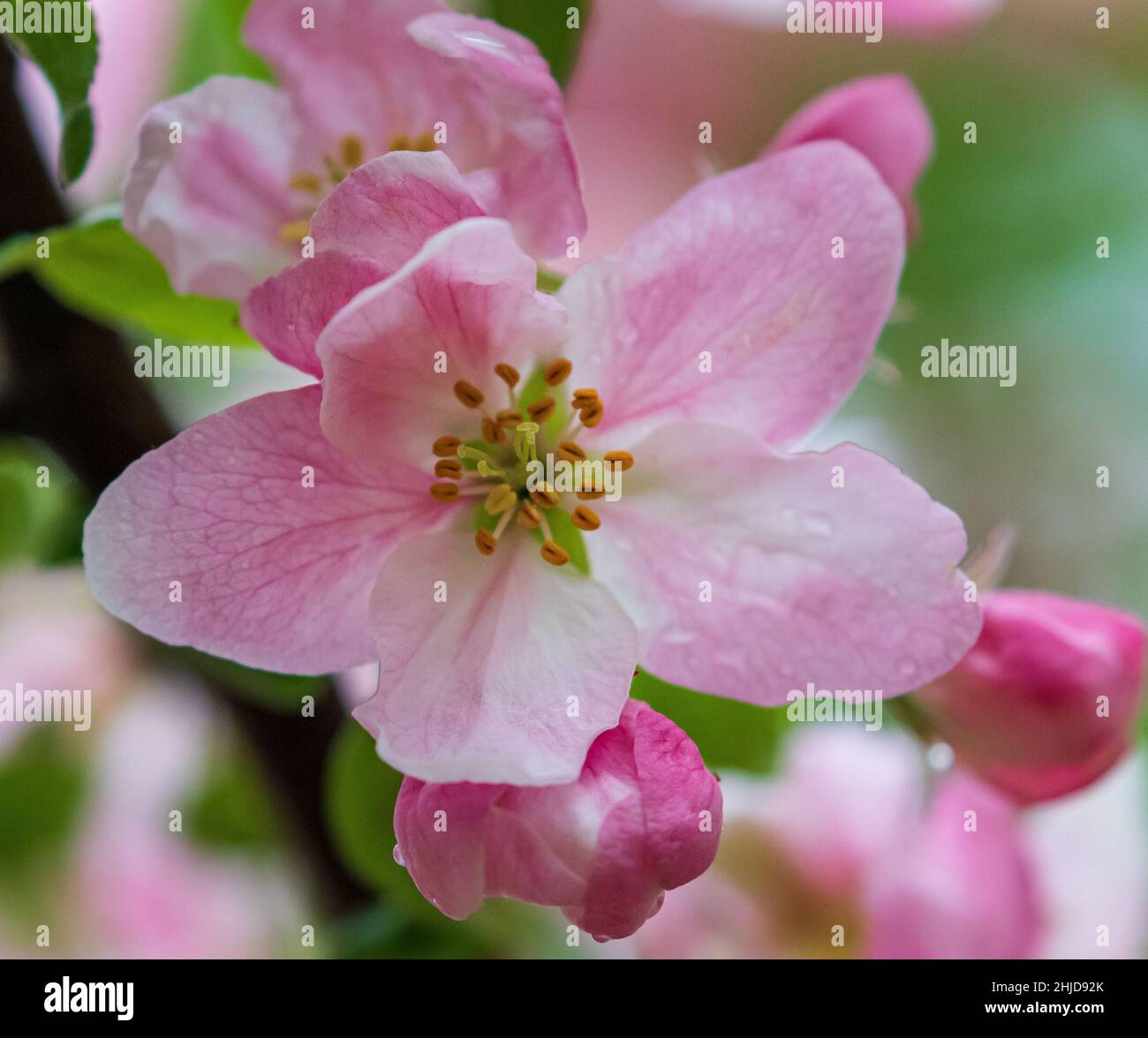 Shallow focus of a pink Malus spectabilis plant Stock Photo - Alamy