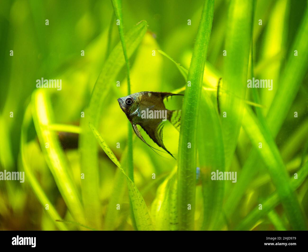 amazon blue Angelfish (Pterophyllum scalare) swimming in tank fish with ...