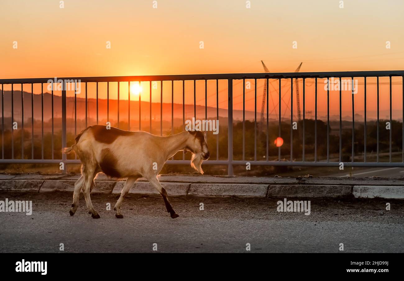Goat walking down bridge hi-res stock photography and images - Alamy