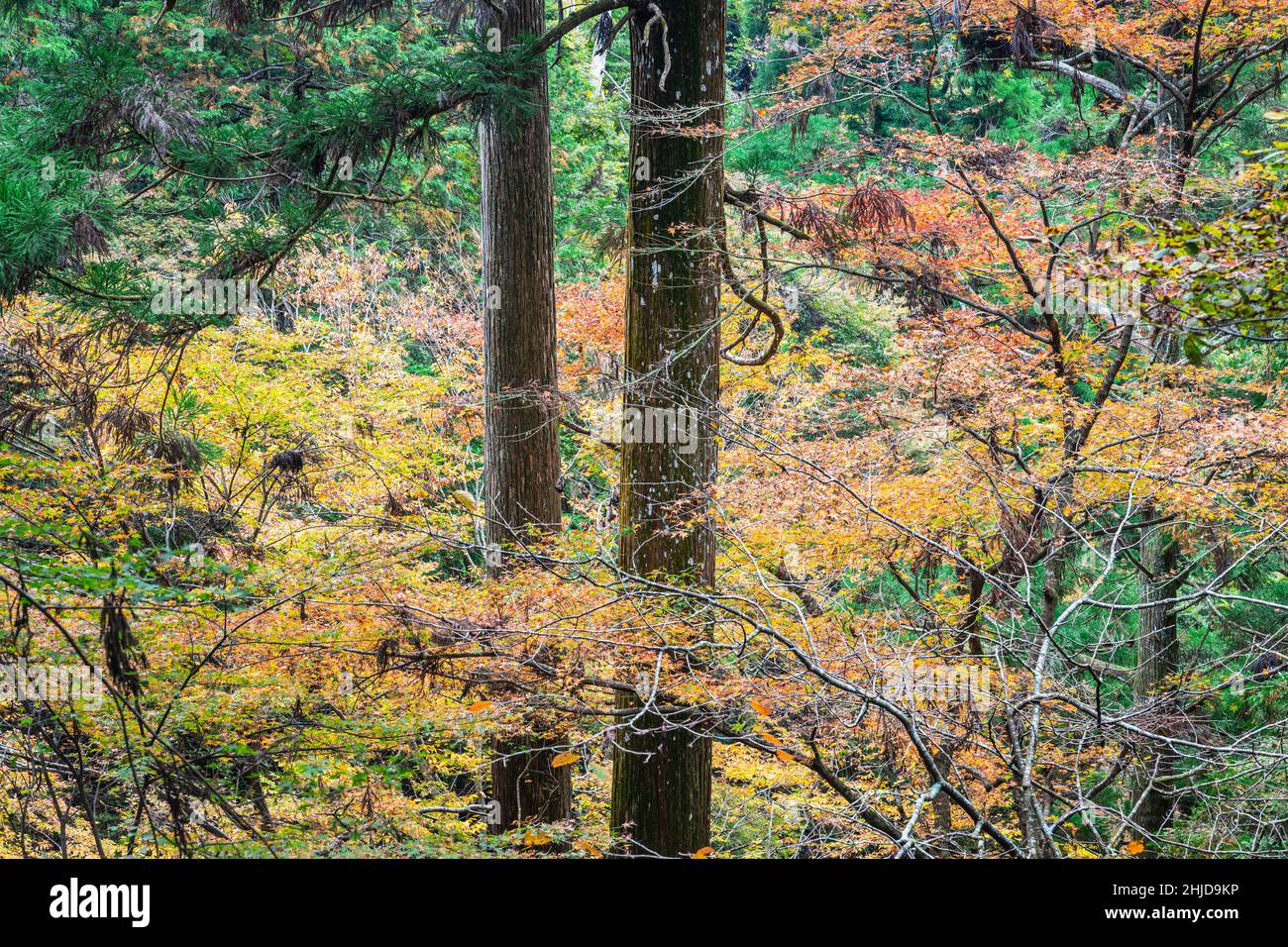 Colorful Japanese maple trees in brilliant autumn colors in a forest ...