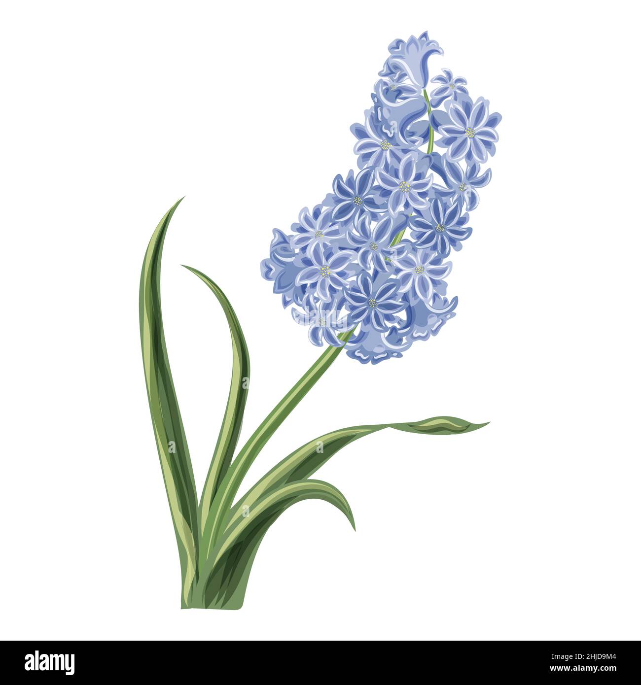 Hyacinth Flower Botanical Colourful illustration Stock Vector Image ...