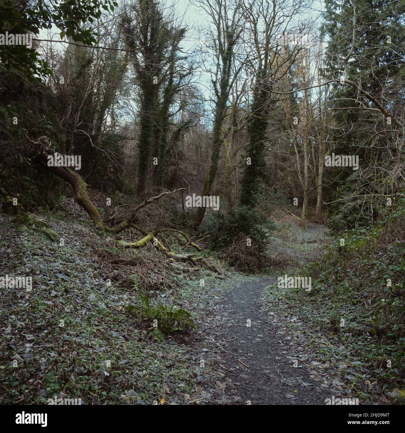 A winding path and a fallen tree in a public city park in winter. Place ...