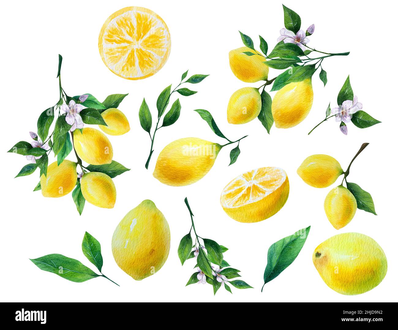 Botanical illustration fruit hi-res stock photography and images - Alamy