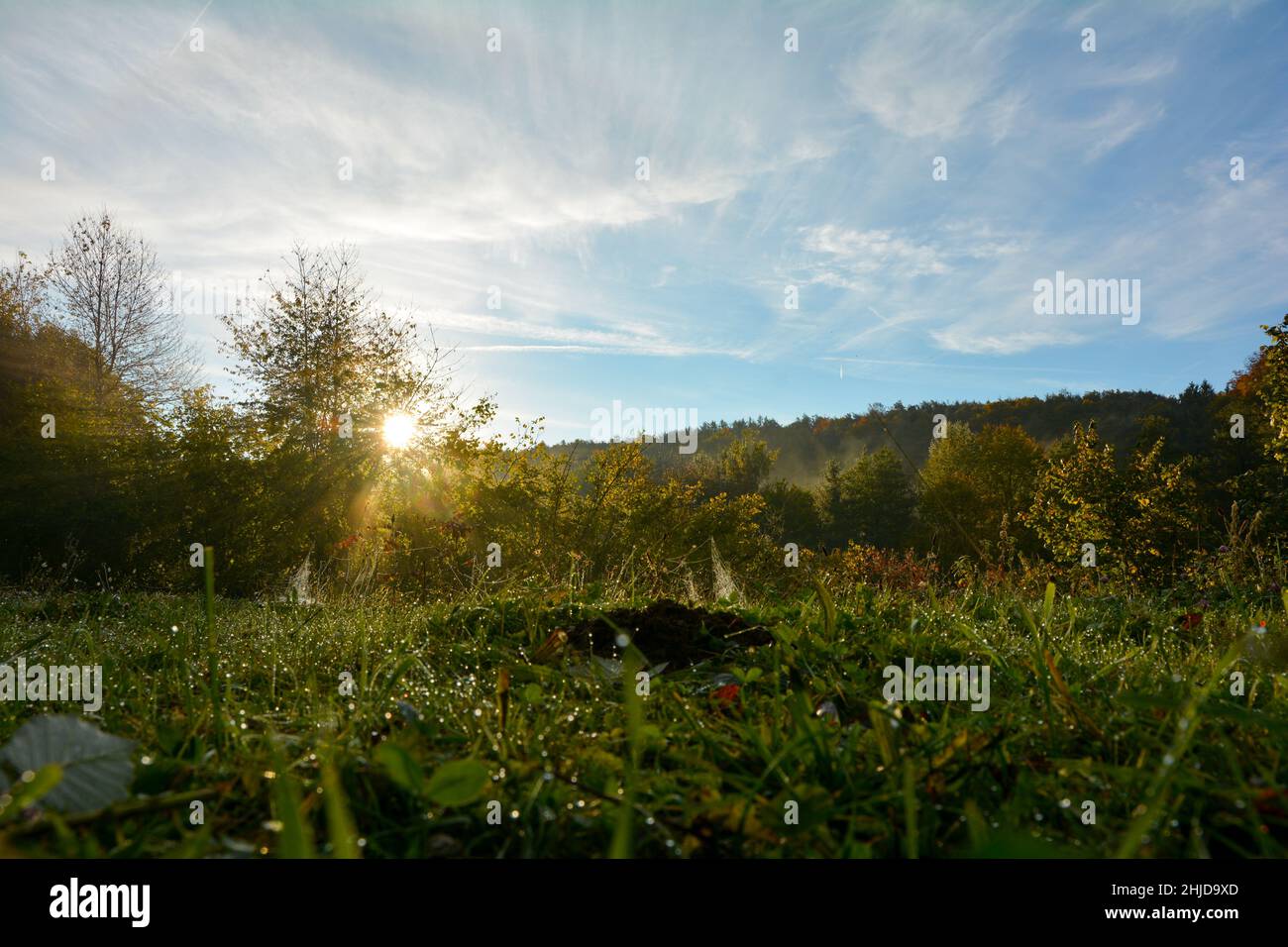 Sunrise over trees hi-res stock photography and images - Alamy