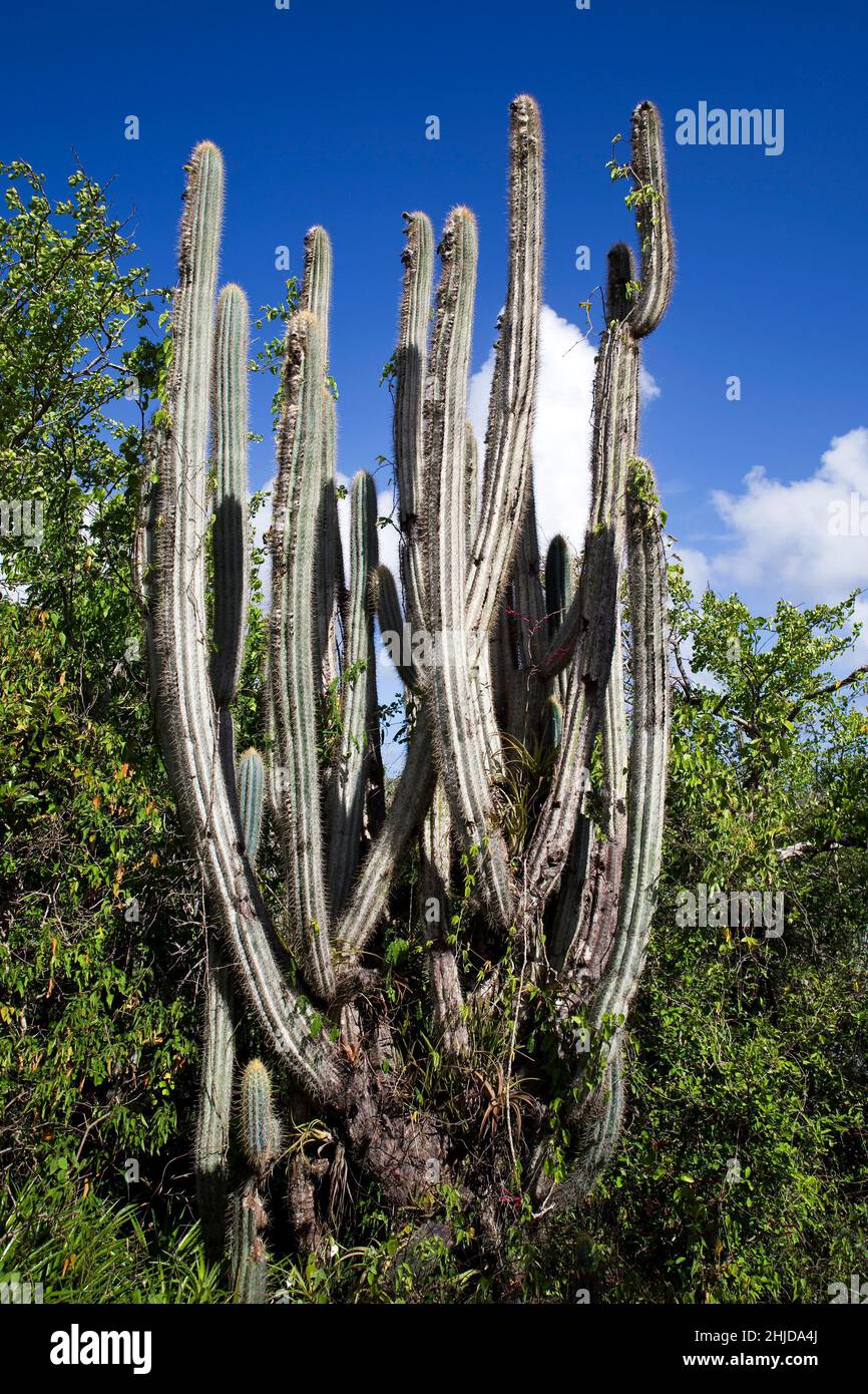 Christoffel national park hi-res stock photography and images - Alamy