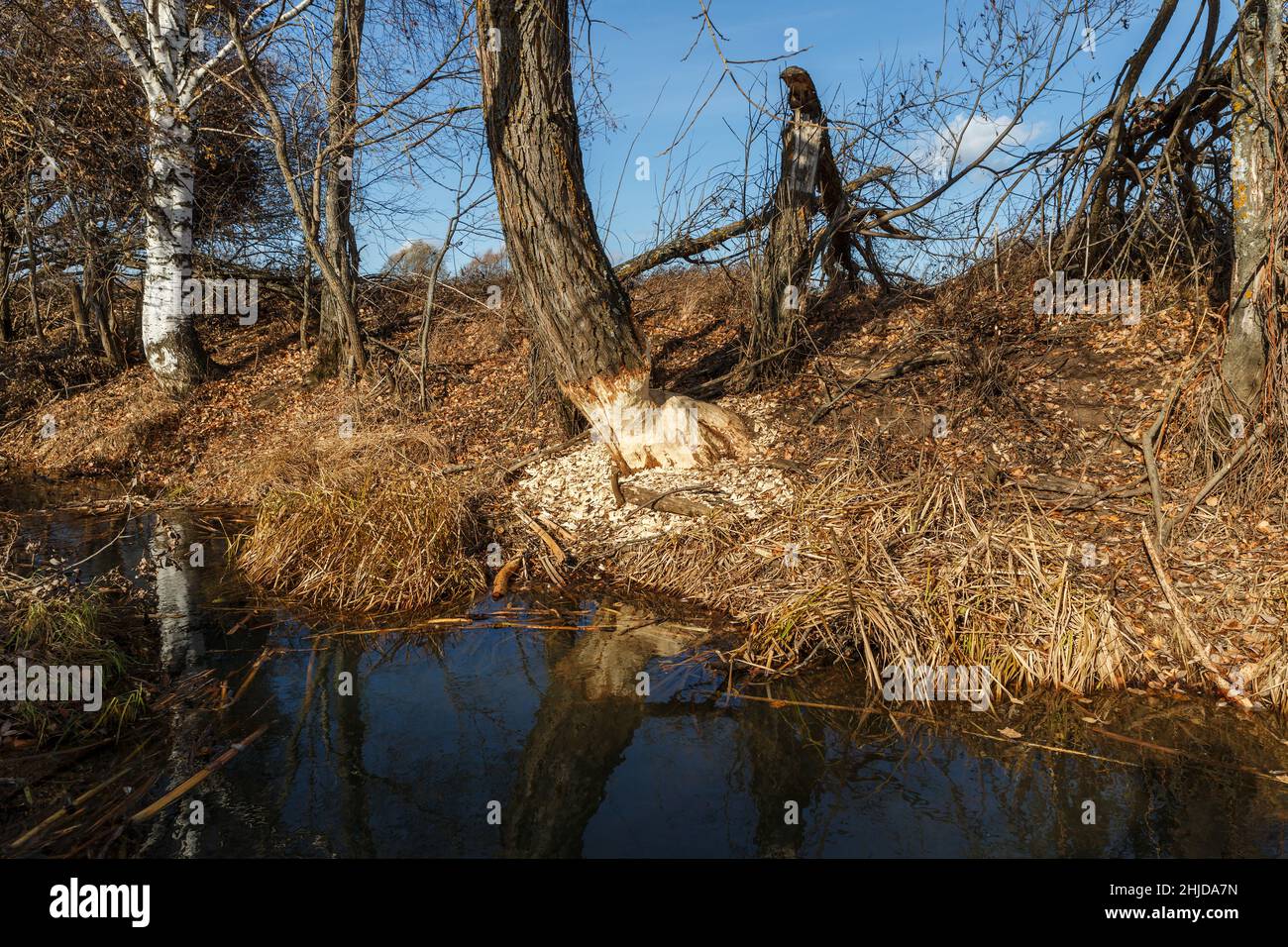Beavers nibbled the trunk of a tree. A tree gnawed by beavers on the ...