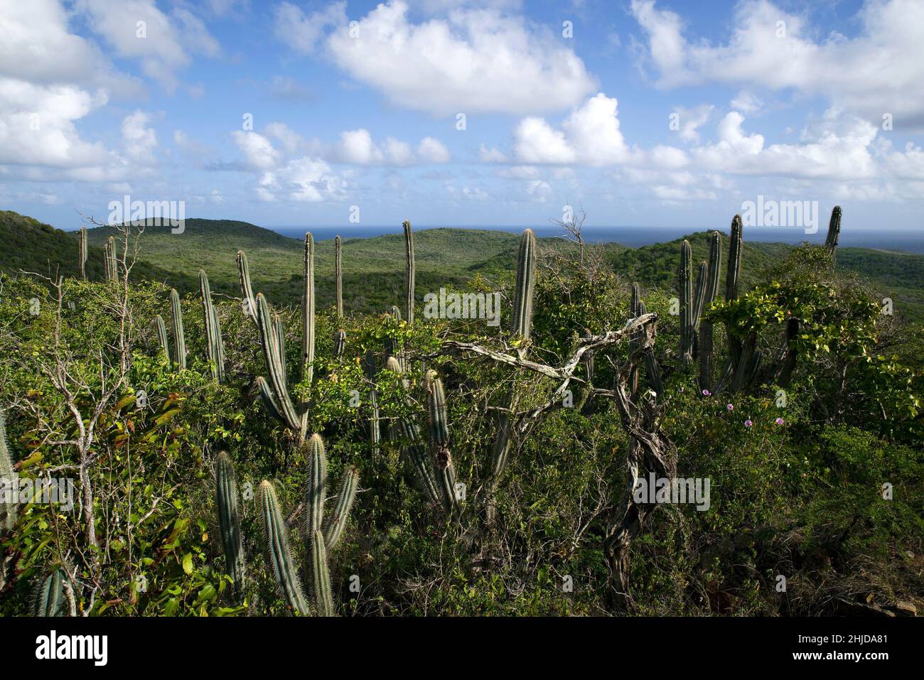 Christoffel park curacao hi-res stock photography and images - Alamy
