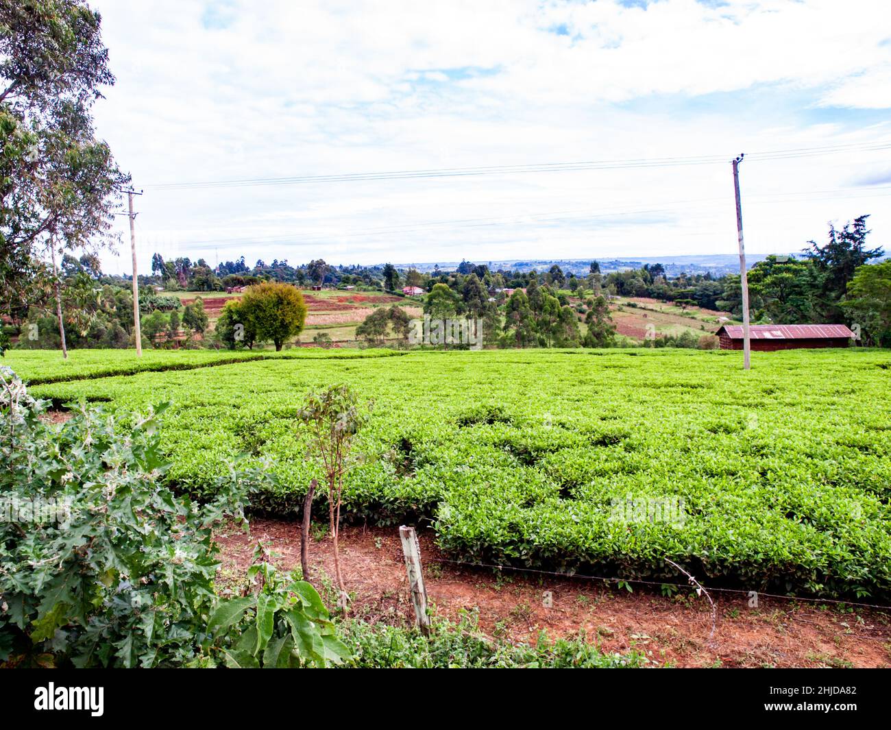 Tea Plantation in Kenya with migrant workers Stock Photo - Alamy