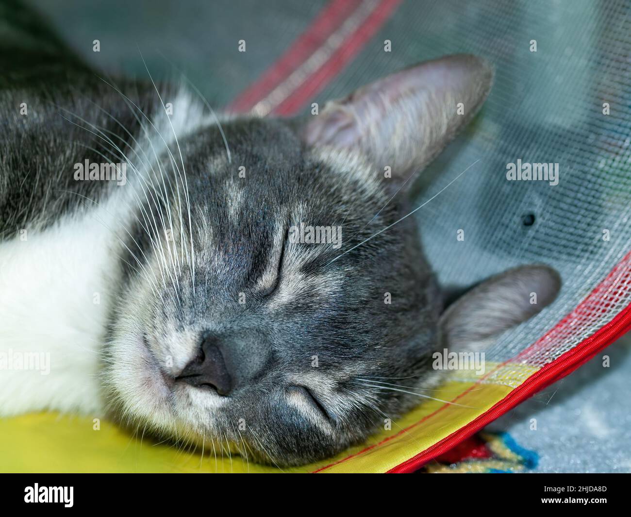 Cat sleeps in home hi-res stock photography and images - Alamy