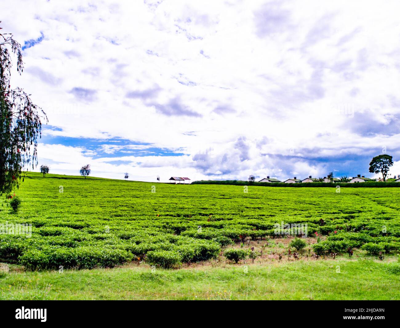 Tea Plantation in Kenya with migrant workers Stock Photo - Alamy
