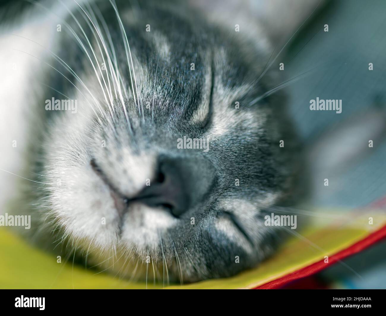 Cat sleeps in home hi-res stock photography and images - Alamy