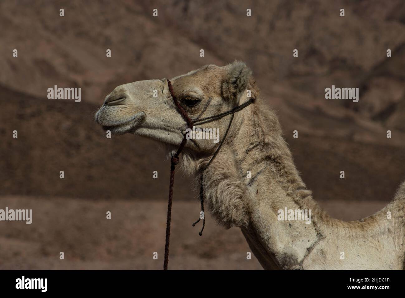A portrait of a camels head Stock Photo - Alamy