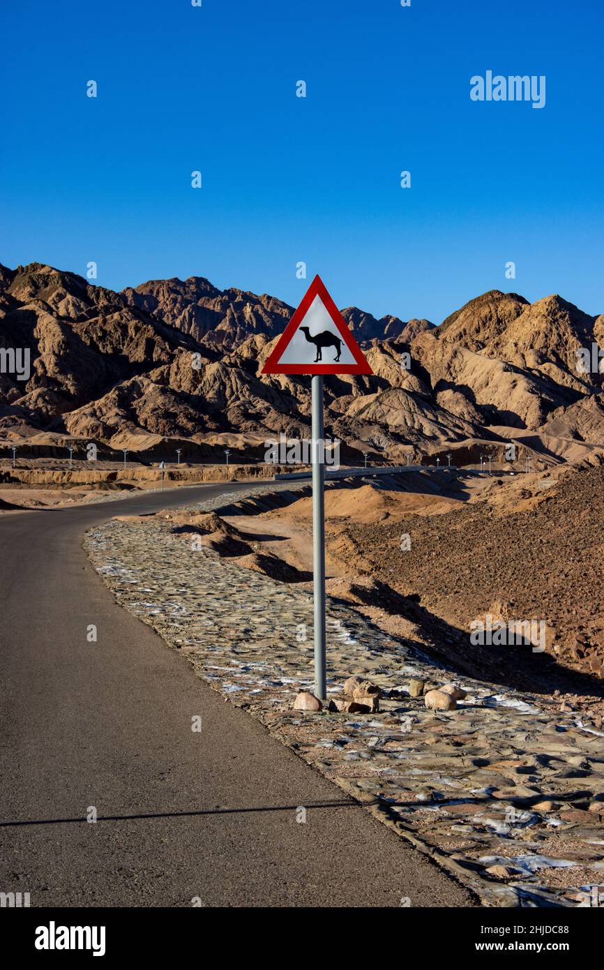 A triangular road sign with a camel on Stock Photo - Alamy