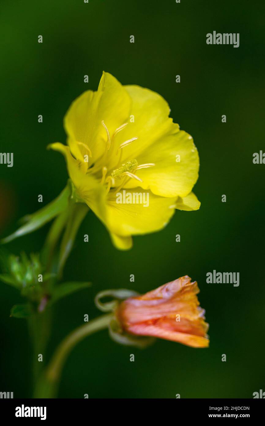 Sundrop flower hi-res stock photography and images - Alamy