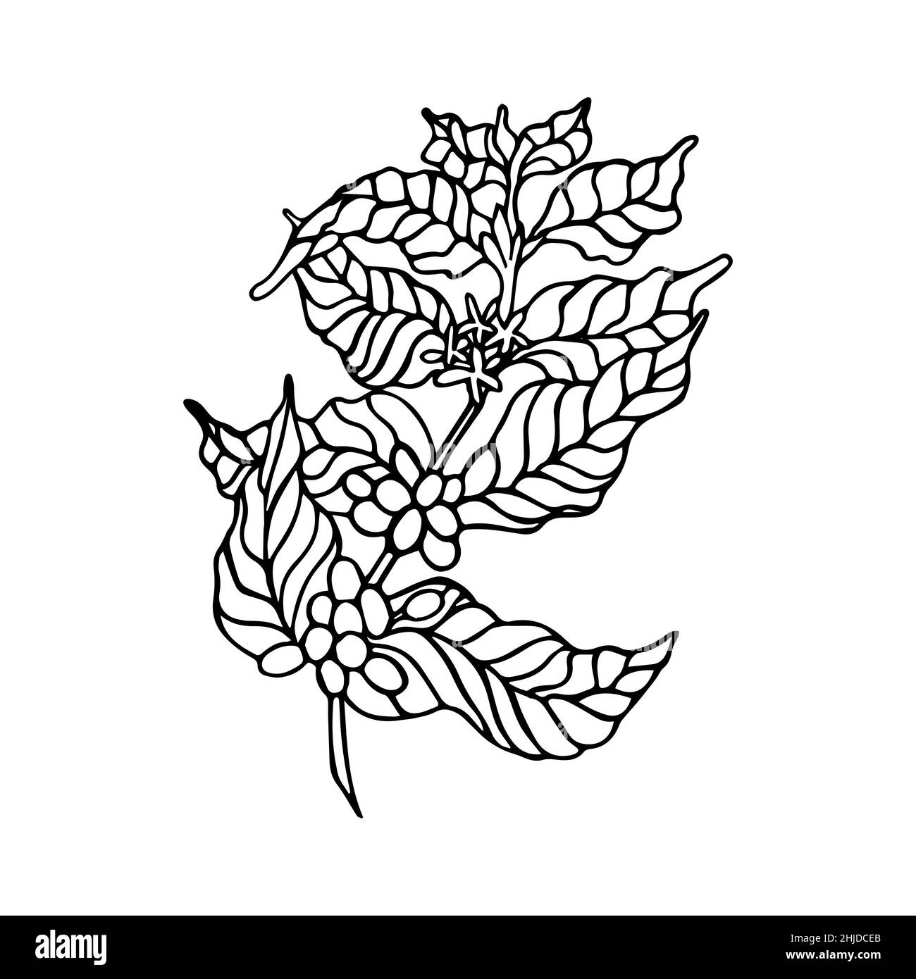 Isolated hand drawn black and white illustration of coffee branch with ...