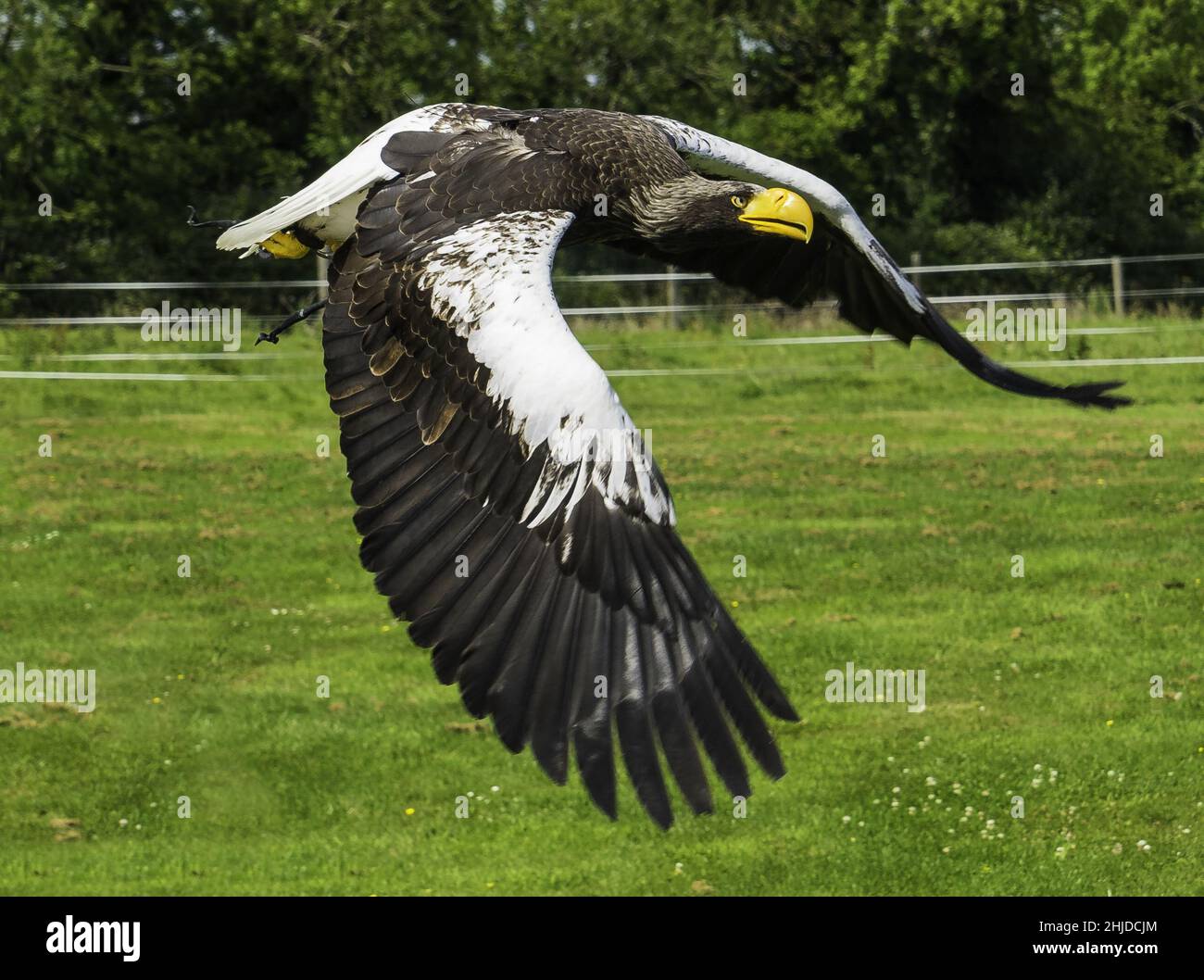 Hovering eagle hi-res stock photography and images - Alamy
