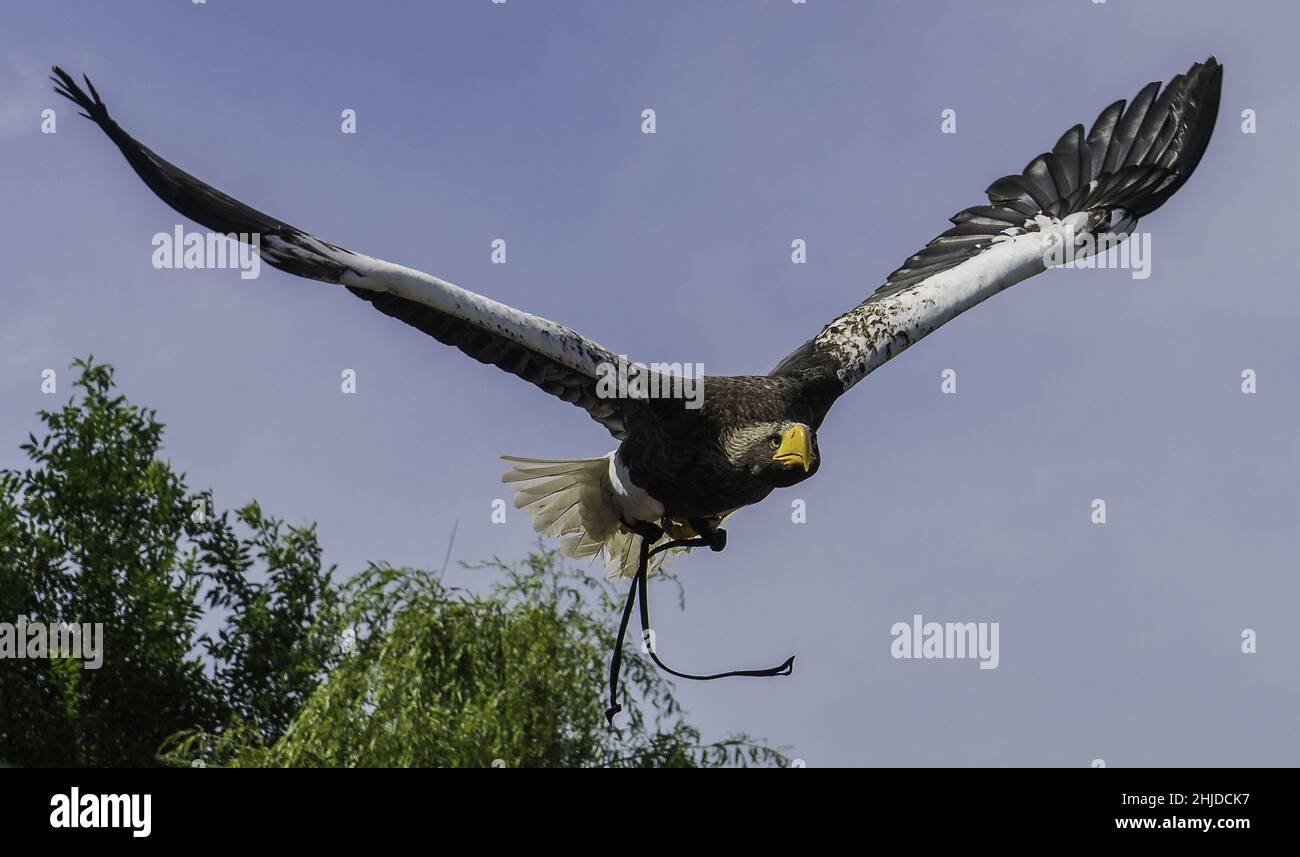 Scenic view of the beautiful hovering eagle Stock Photo - Alamy