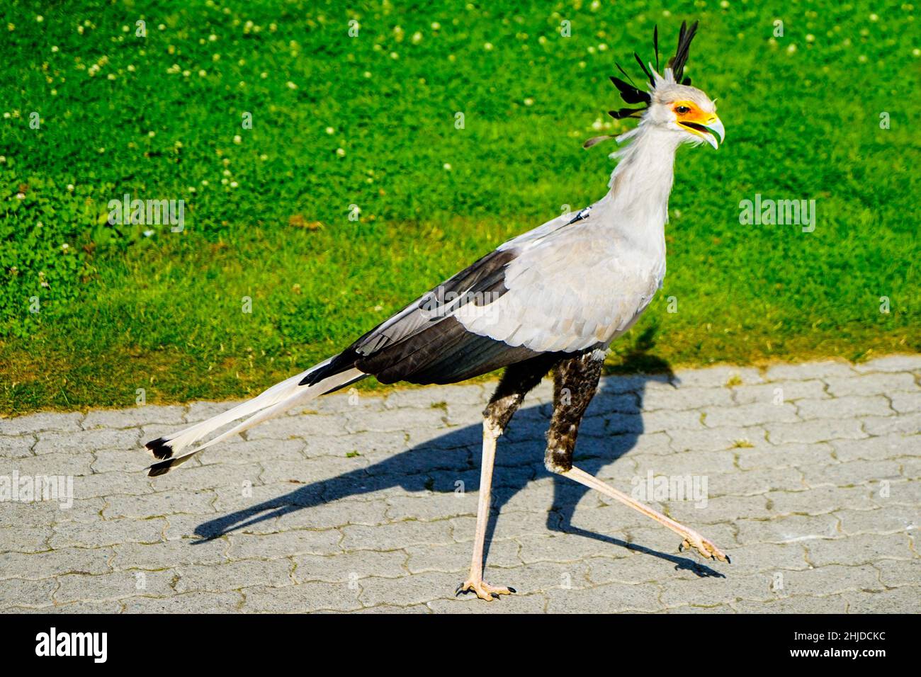 Serpentario hi-res stock photography and images - Alamy