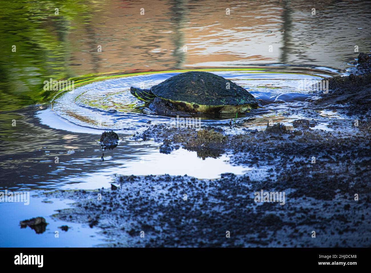 A closeup of a huge turtle swimming in dirty waters Stock Photo - Alamy