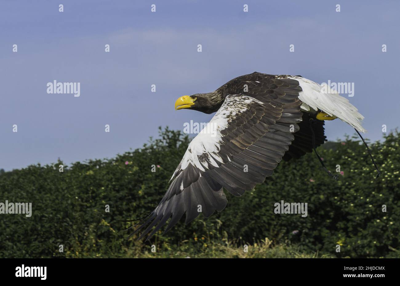 Hovering eagle hi-res stock photography and images - Alamy