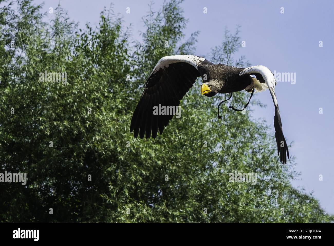 Hovering eagle hi-res stock photography and images - Alamy