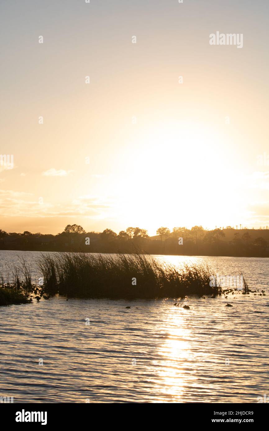 Vertical of a grass island growing in a lake with a background of ...