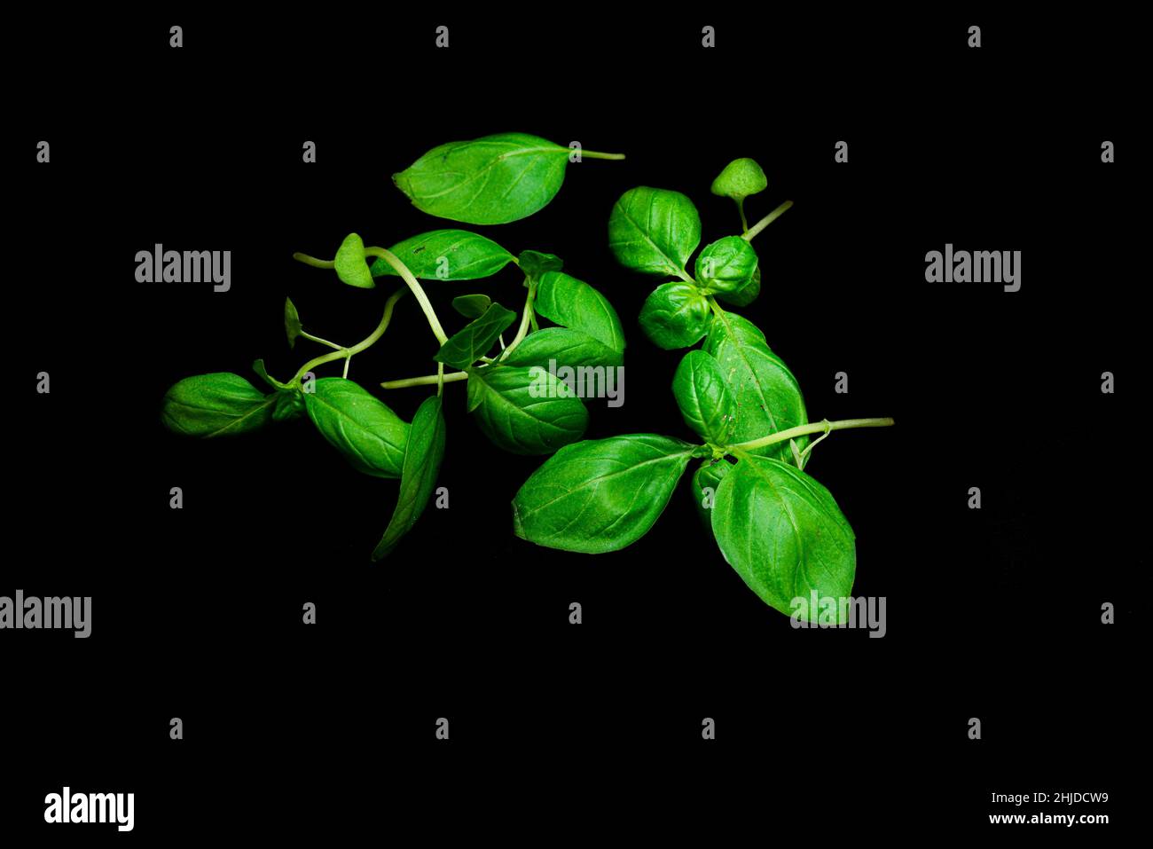 Ocimum basilicum spicy globe hi-res stock photography and images - Alamy