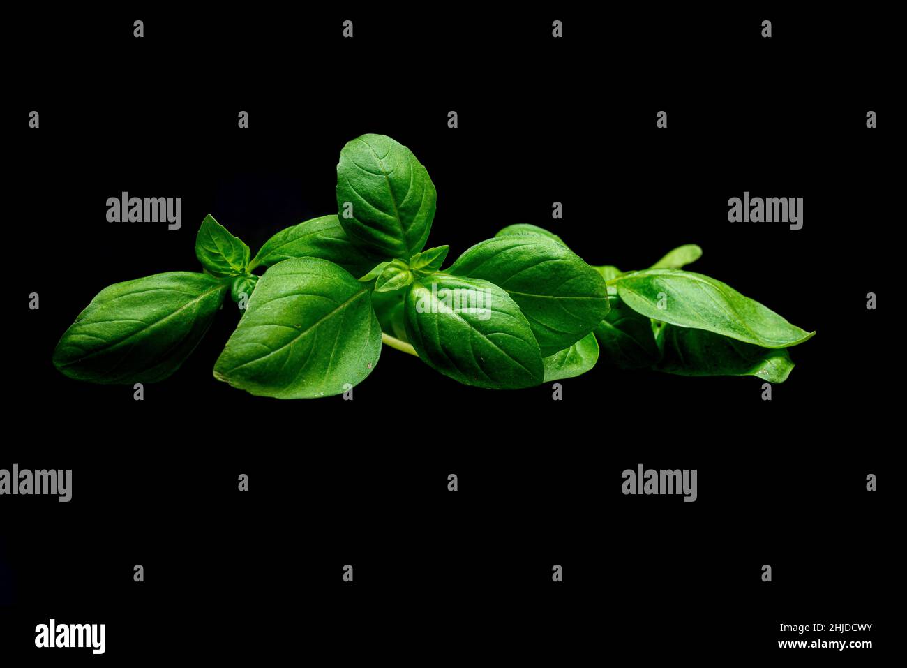 Globe basil plant hi-res stock photography and images - Alamy