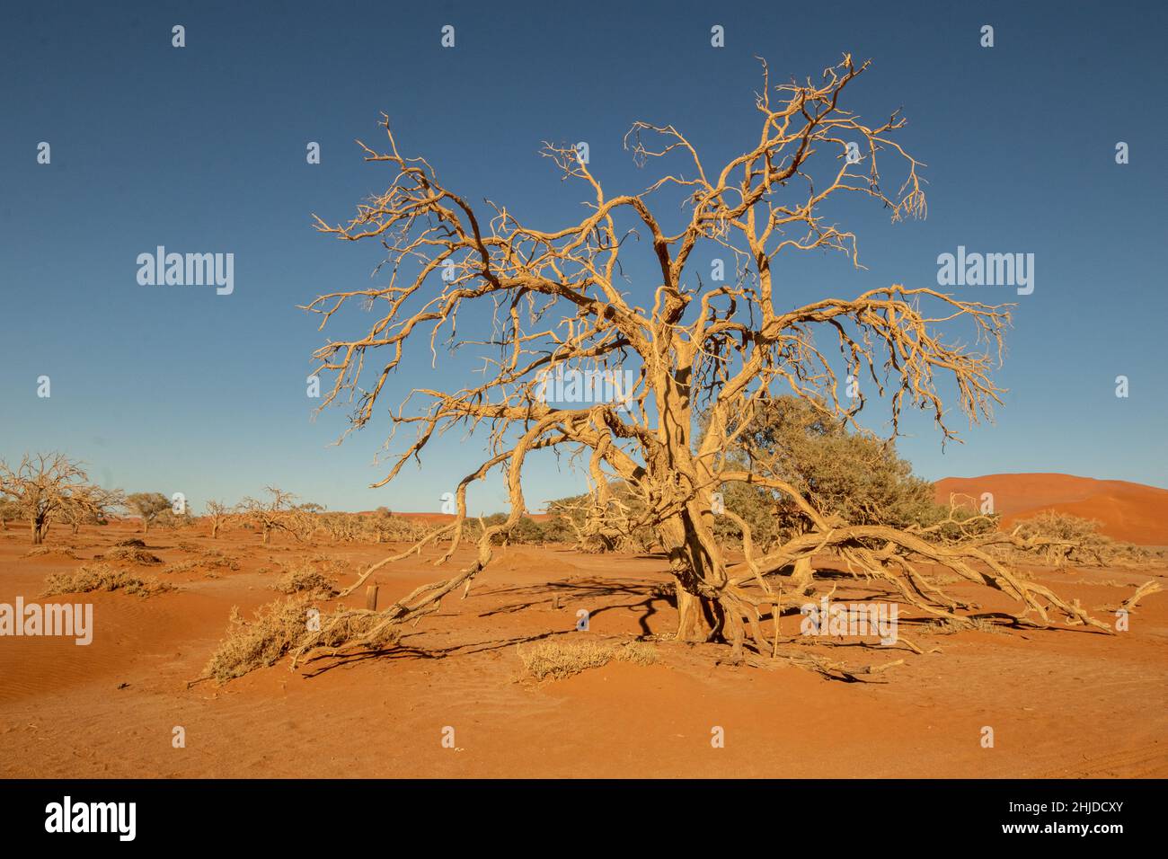 Hidden Vlei, Sossusvlei, Namibia Stock Photo - Alamy