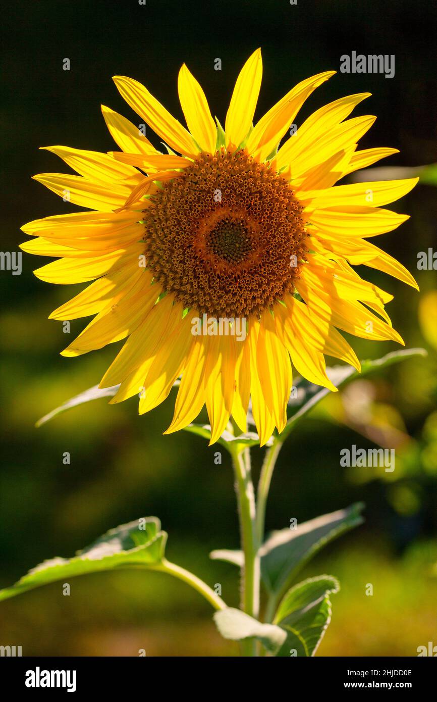 Sunflower in close-up view on a blurred dark background Stock Photo - Alamy