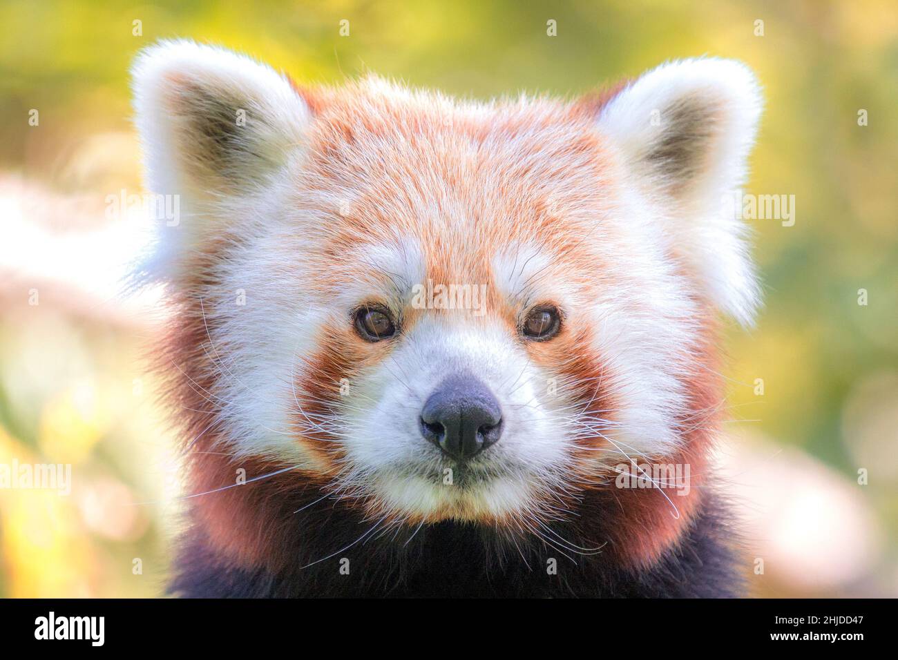 Portrait of red panda in detail with a view into the camera Stock Photo ...