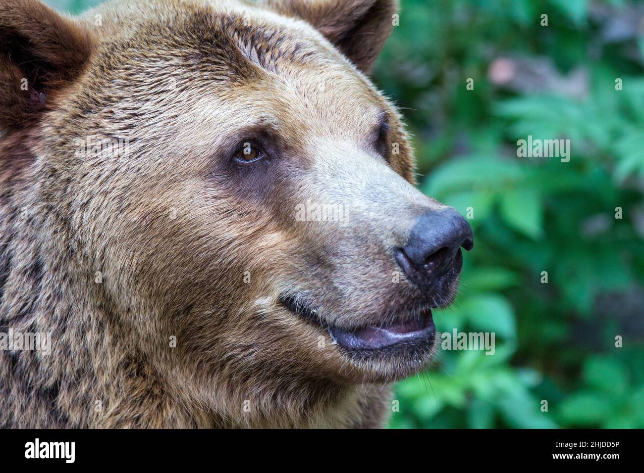 The brown bear (latin name Ursus arctos), head profile in close up view ...