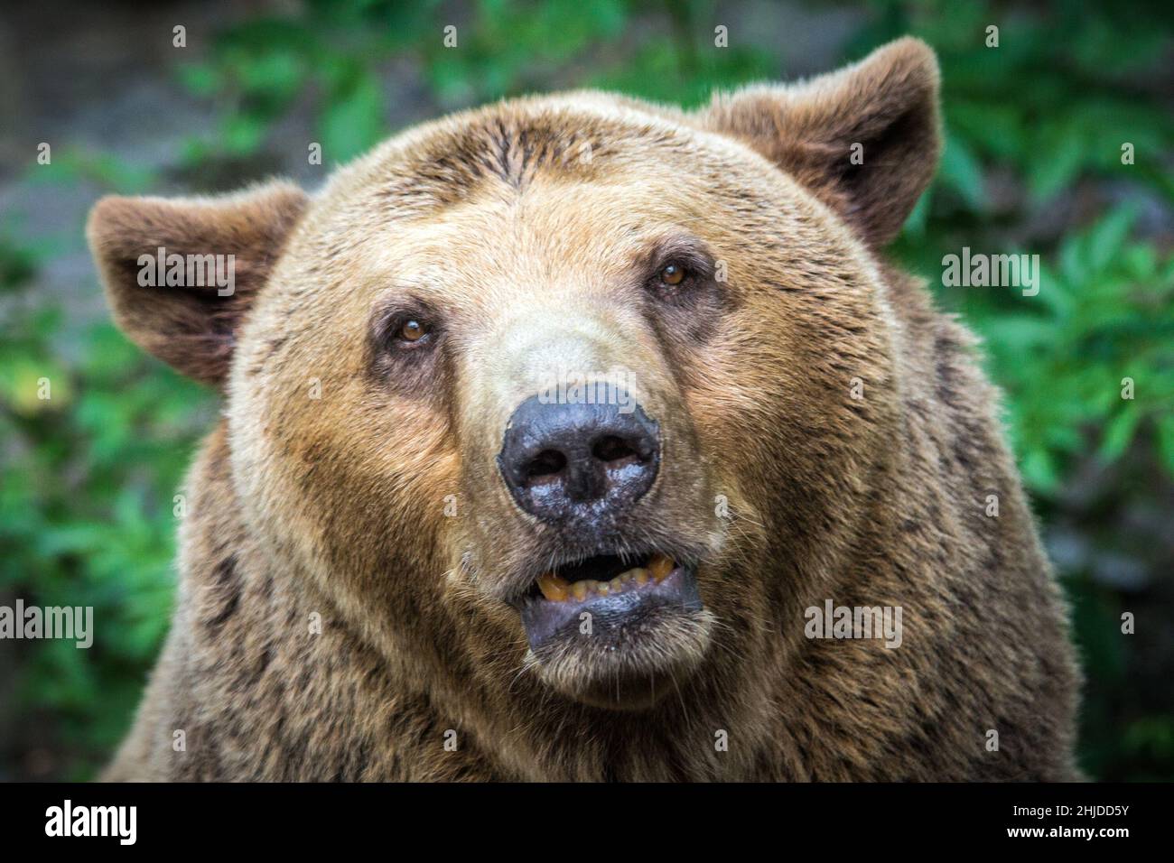 Bear's front view Stock Photo - Alamy