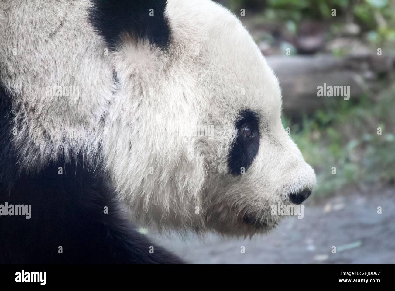Panda head from side view Stock Photo - Alamy
