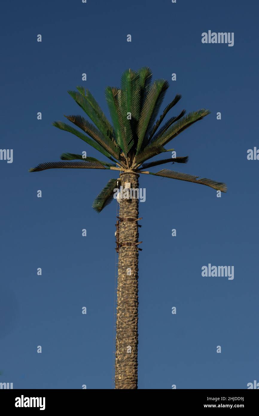 Fake palm tree mobile phone mast. Cellular phone tower Stock Photo - Alamy