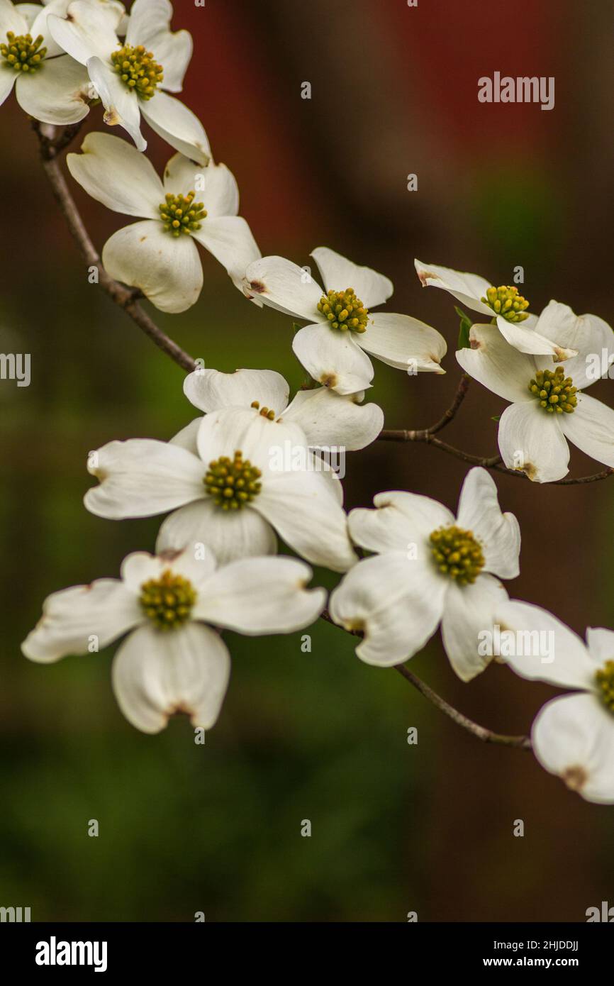 Dogwoods in spring bloom hi-res stock photography and images - Alamy
