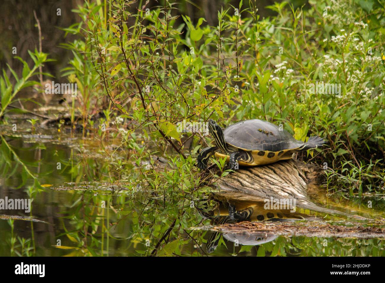 Coastal Plain Cooter turtle Stock Photo - Alamy