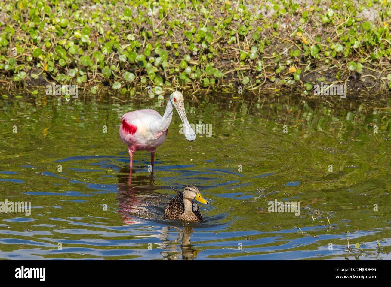 Roseate spoonbill and duck Stock Photo - Alamy
